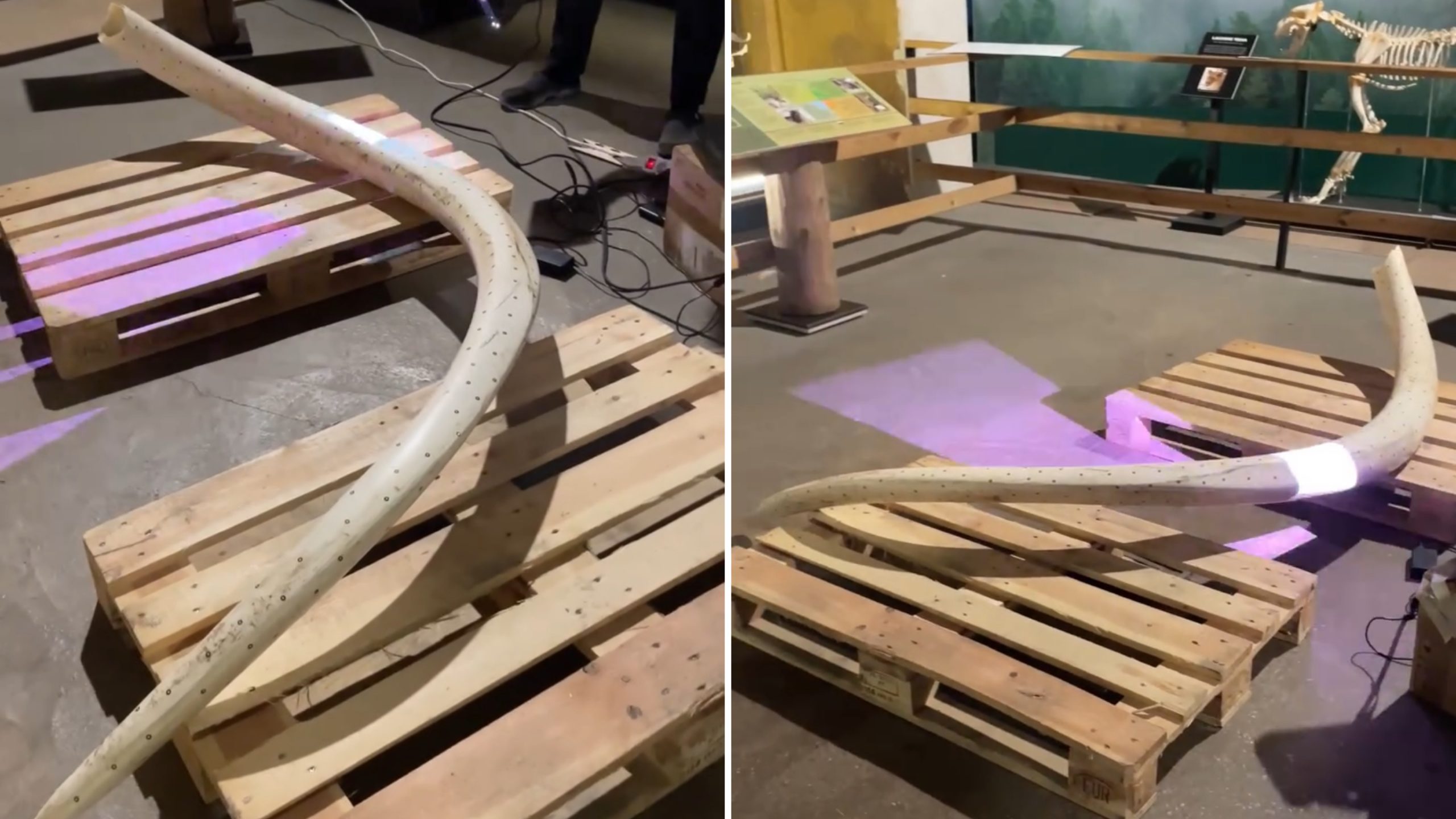 VIDEO. Vai Rīgas ZOO glabā pasaules rekordu? Leģendārais zilonis Radža ...