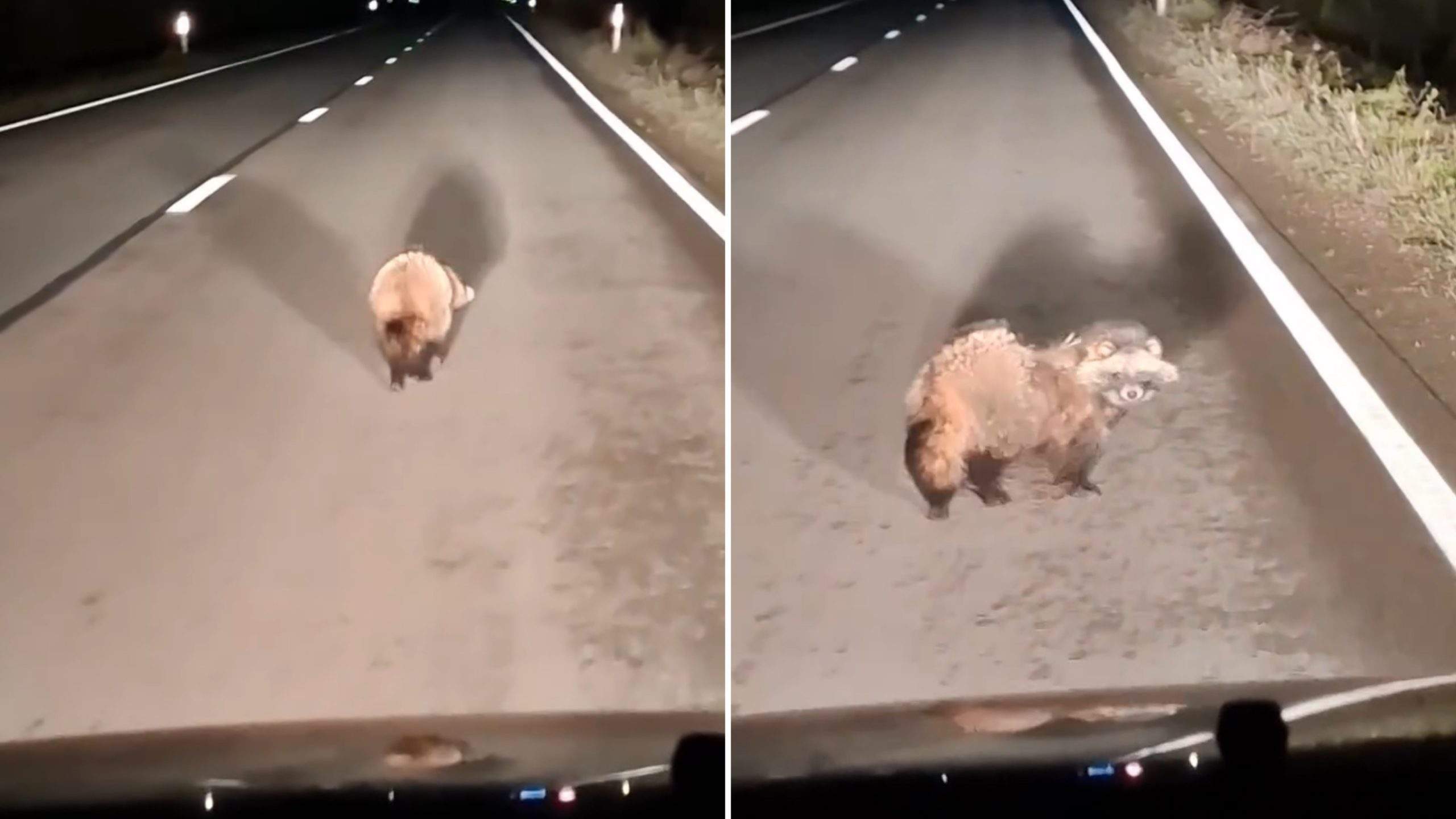 VIDEO. “Tu man ilgi sekosi?” Jenots ar dīvas cienīgu raksturu apbur ...