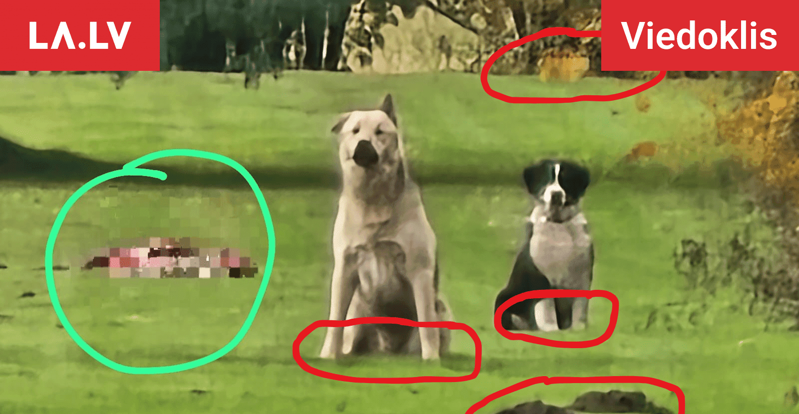 Aplūkojot nošauto Modra suņu bildes vērīgāk, vairāki elementi tajās ...