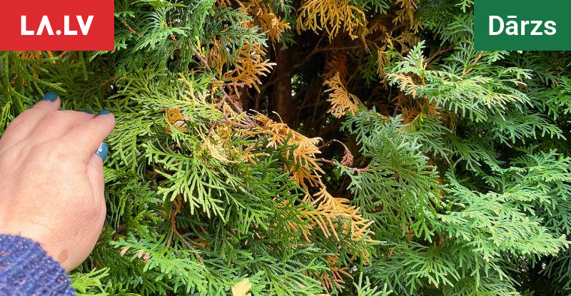 Rudenī tūjas dzeltē un tām birst skujas – vai skujkoks ir slims? | LA.LV