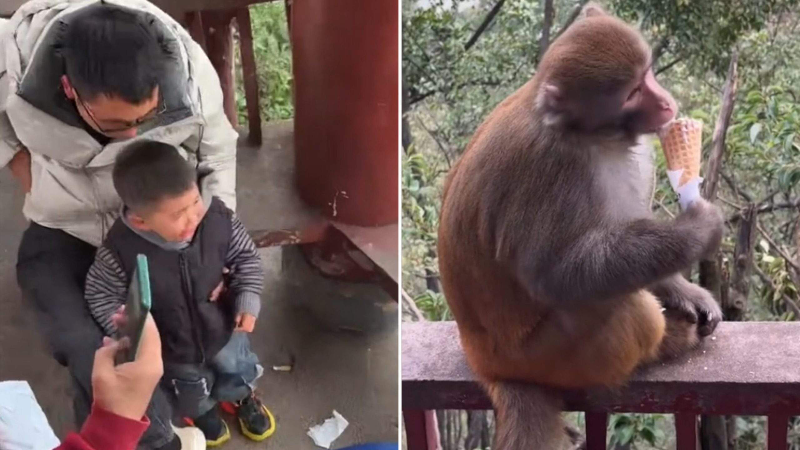 VIDEO. Bezkaunīgs pērtiķis atņem bērnam saldējumu un gardu muti notiesā ...