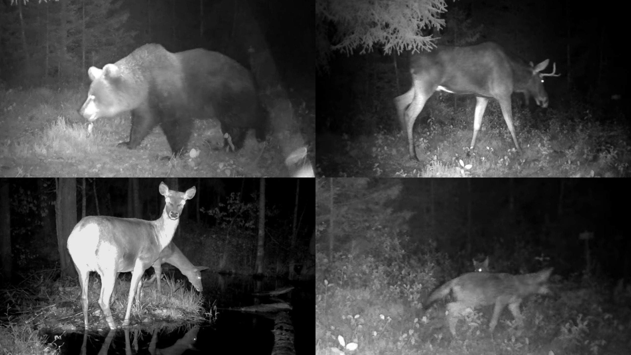 VIDEO. “Sedas purvs – Latvijas safari” – iedzīvotājus sajūsmina kadri ...