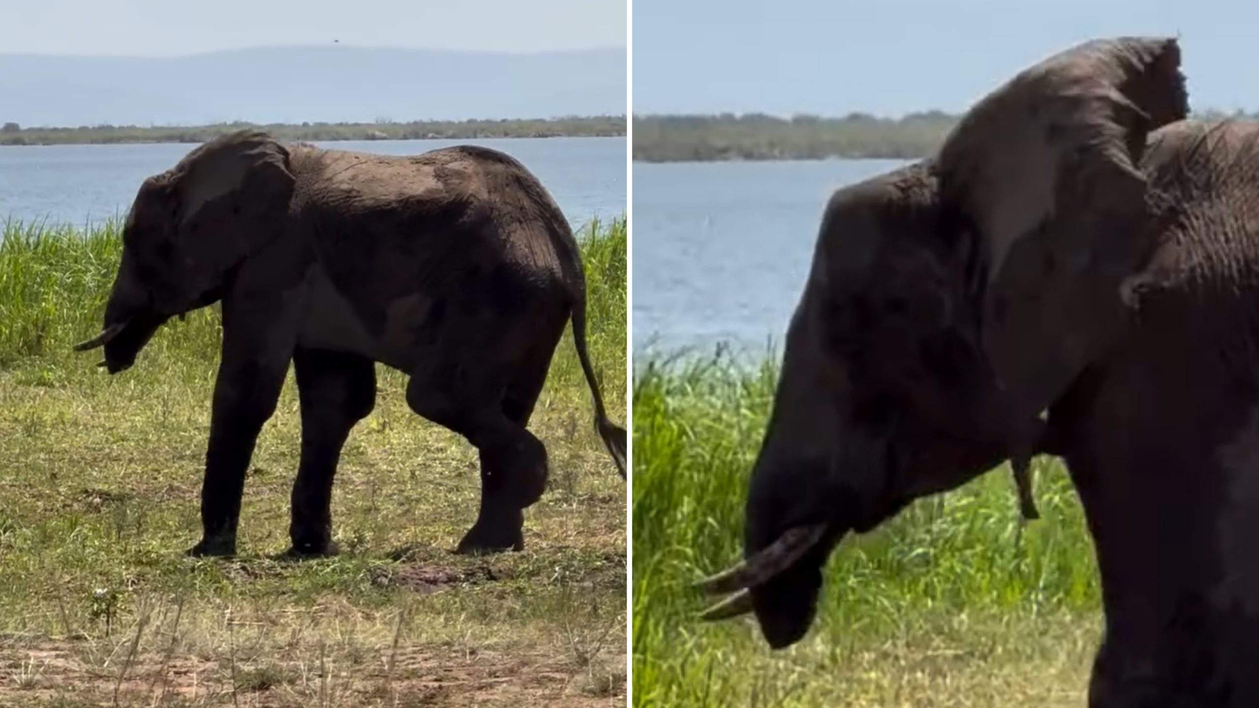 VIDEO. 17 gadus bez snuķa un ar trim kājām: soctīklotājus aizkustina ...