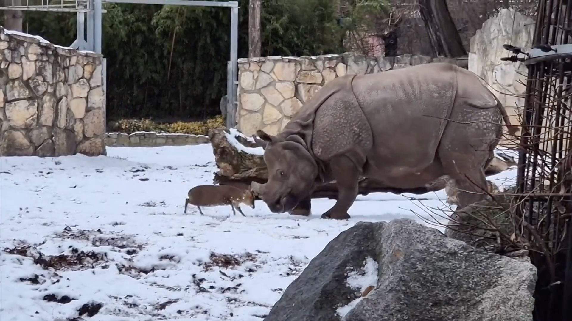 VIDEO. Kad testosterons sit augstu vilni: mazs zvēriņš met izaicinājumu ...