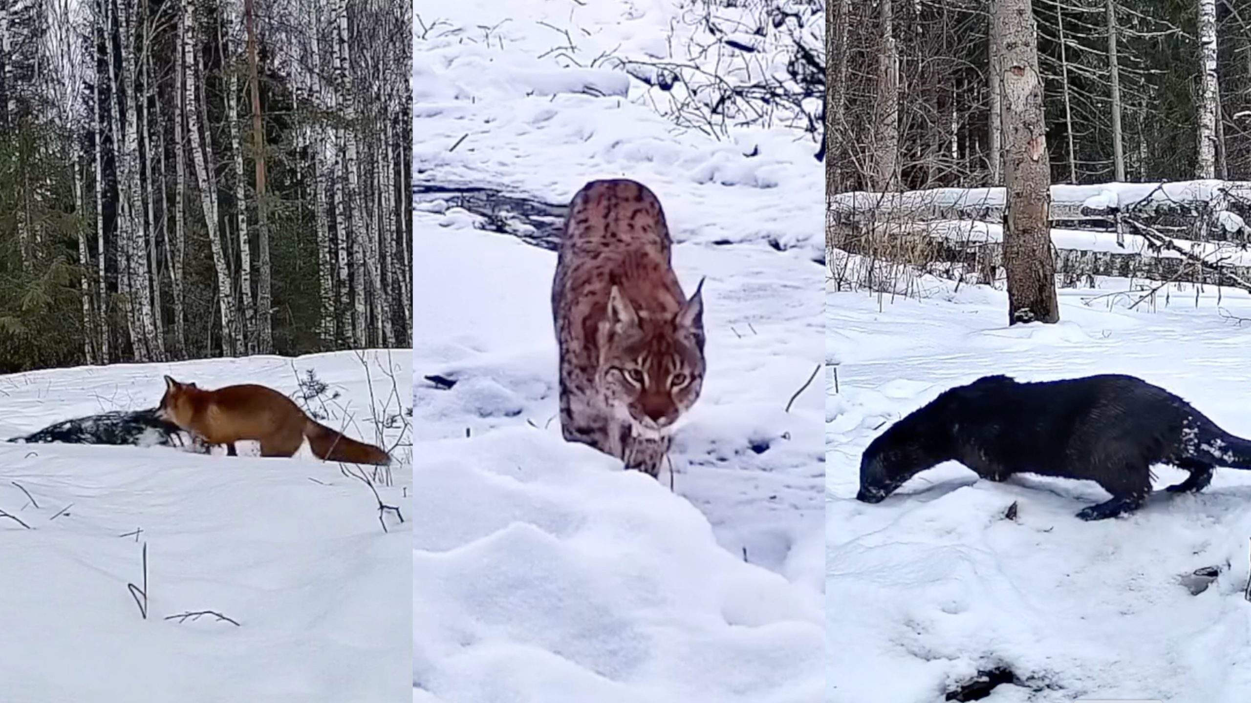 VIDEO. Kas šoreiz iemūžināts Sedas purvā? Lapsa cīnās ar “noslēpumainu ...