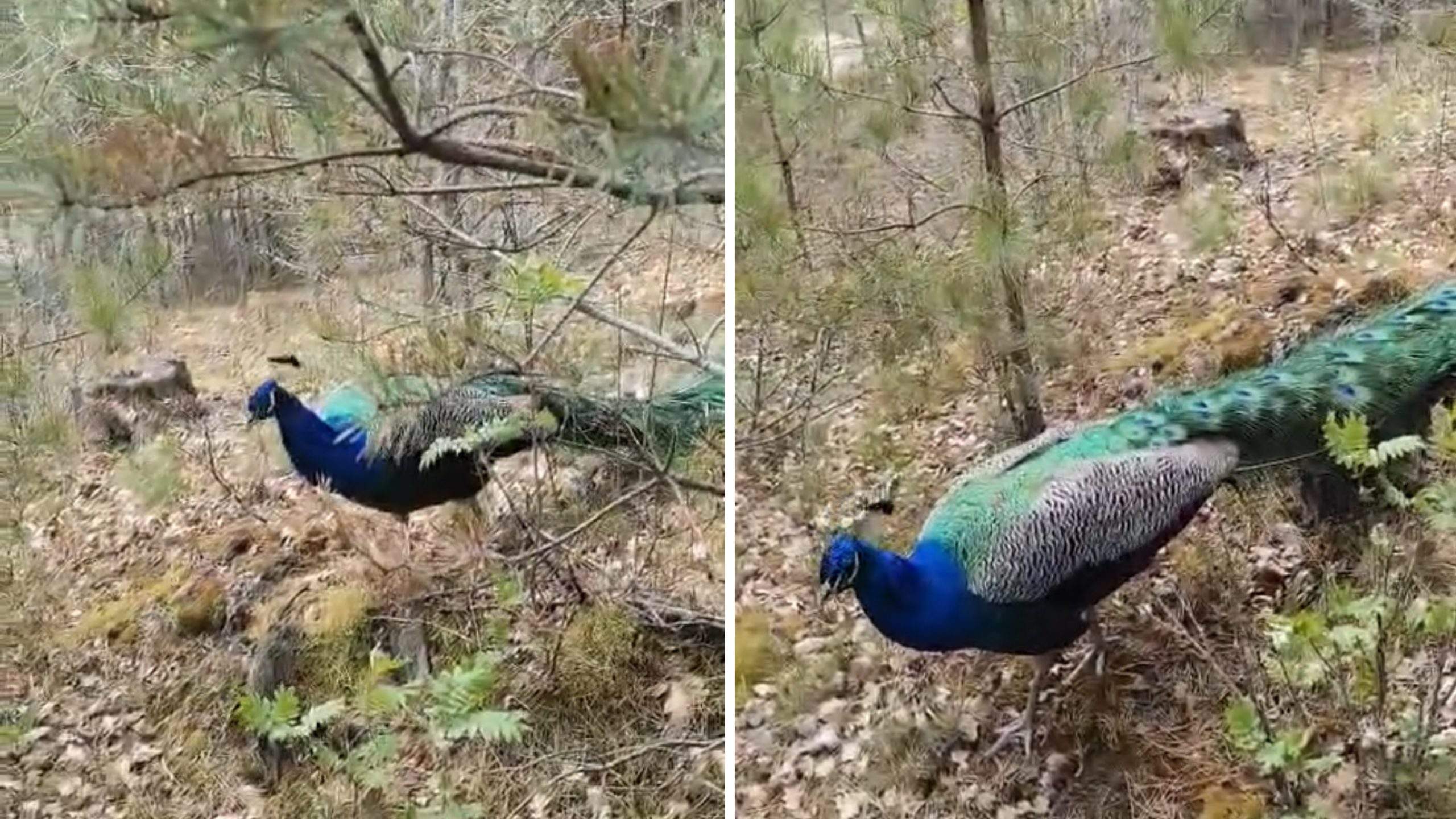 VIDEO. Kurš pazaudējis krāšņo putnu? Starp Murjāņiem un Ādažu poligonu ...